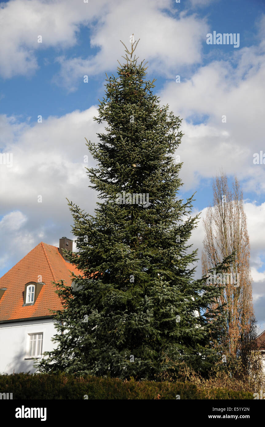 Nordmann fir trees hi-res stock photography and images - Alamy