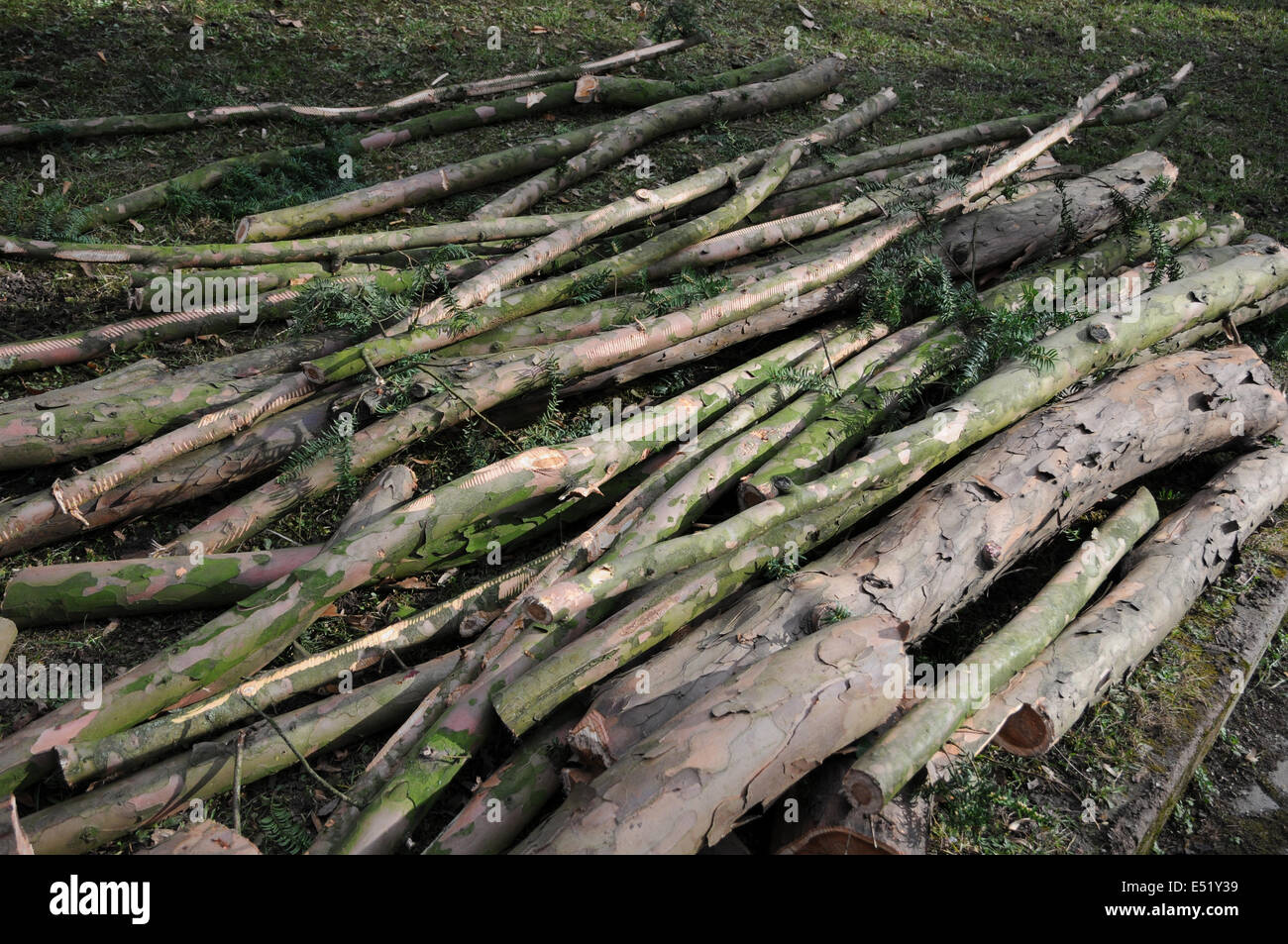 Yew wood hi-res stock photography and images - Alamy