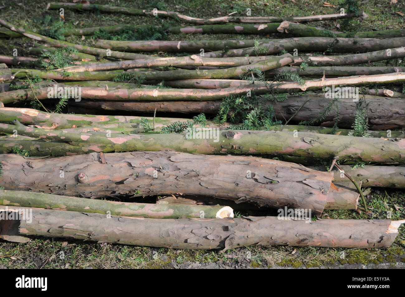 Yew wood hi-res stock photography and images - Alamy