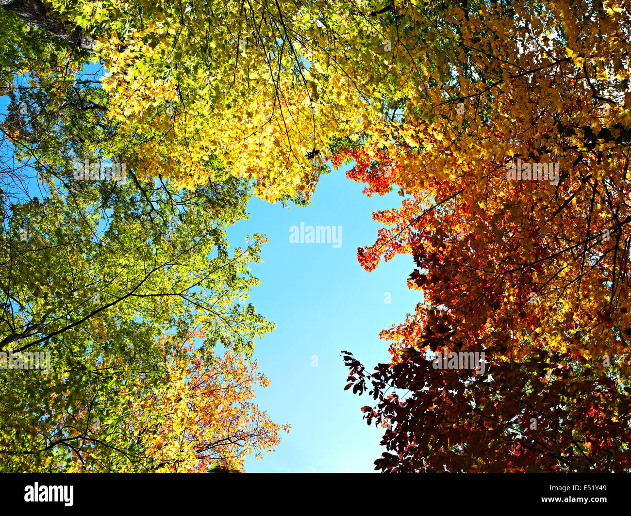 Bright forest hi-res stock photography and images - Alamy
