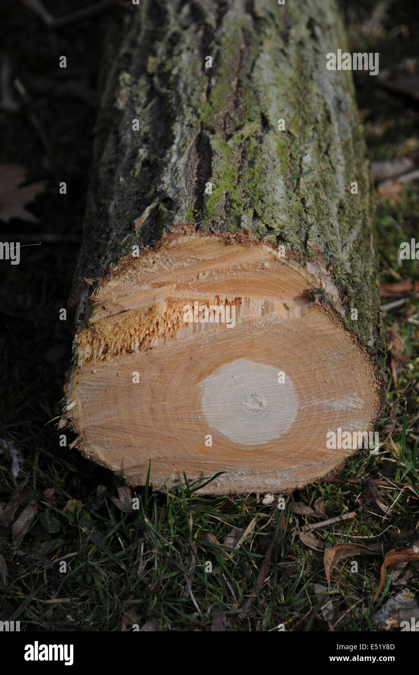 Elder tree wood hi-res stock photography and images - Alamy