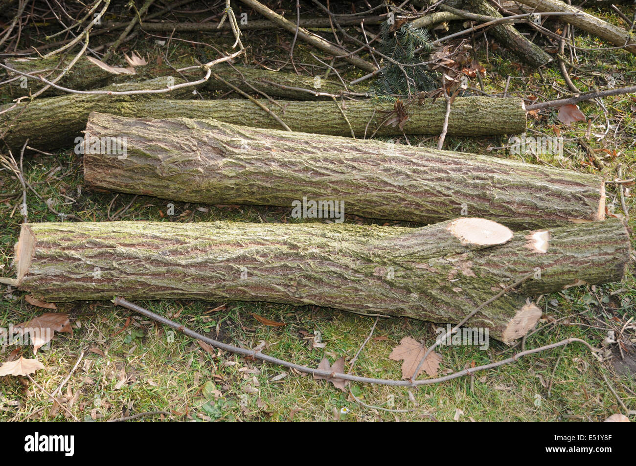 Black elder, wood Stock Photo - Alamy