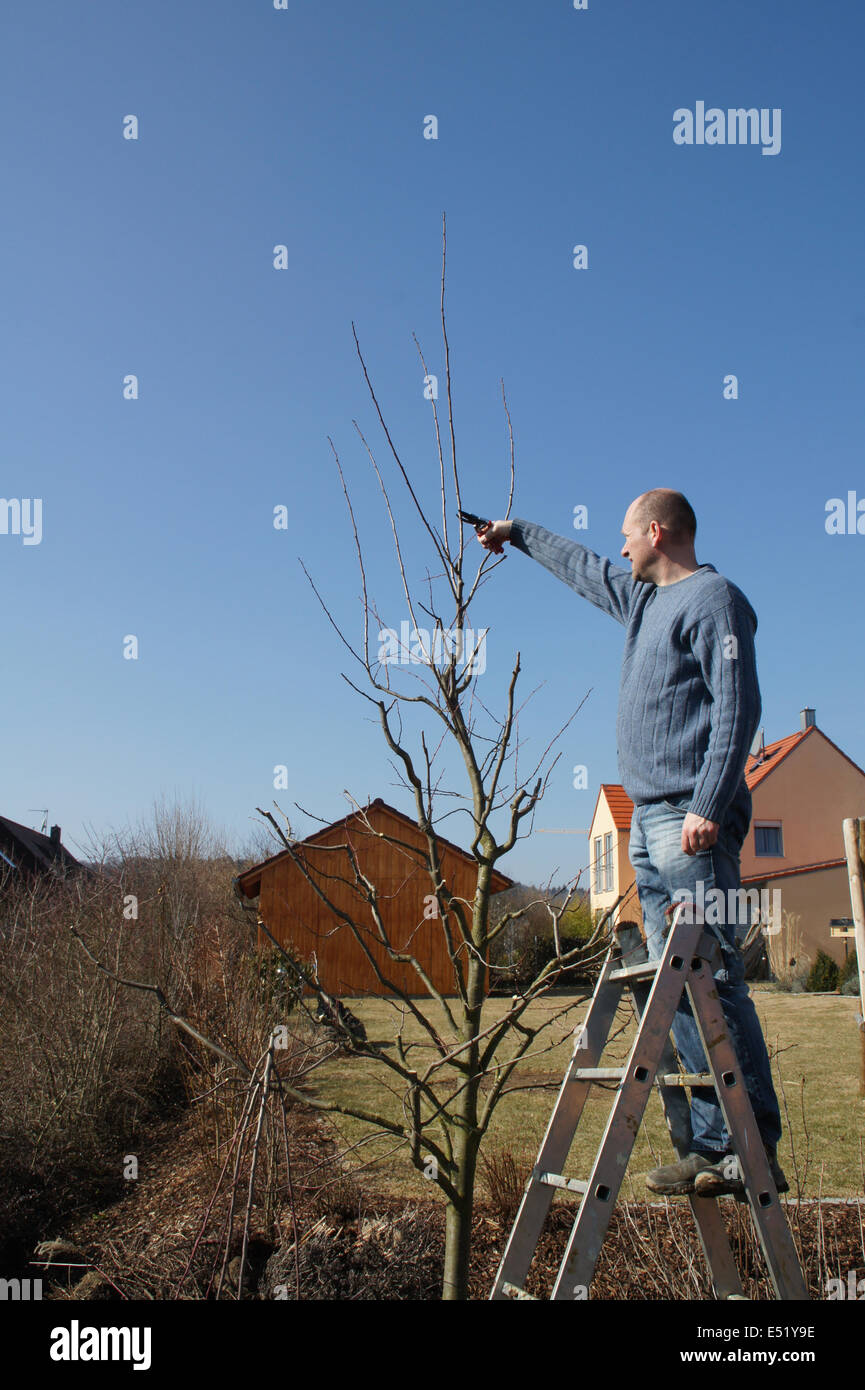 Pruning plum tree hi-res stock photography and images - Alamy
