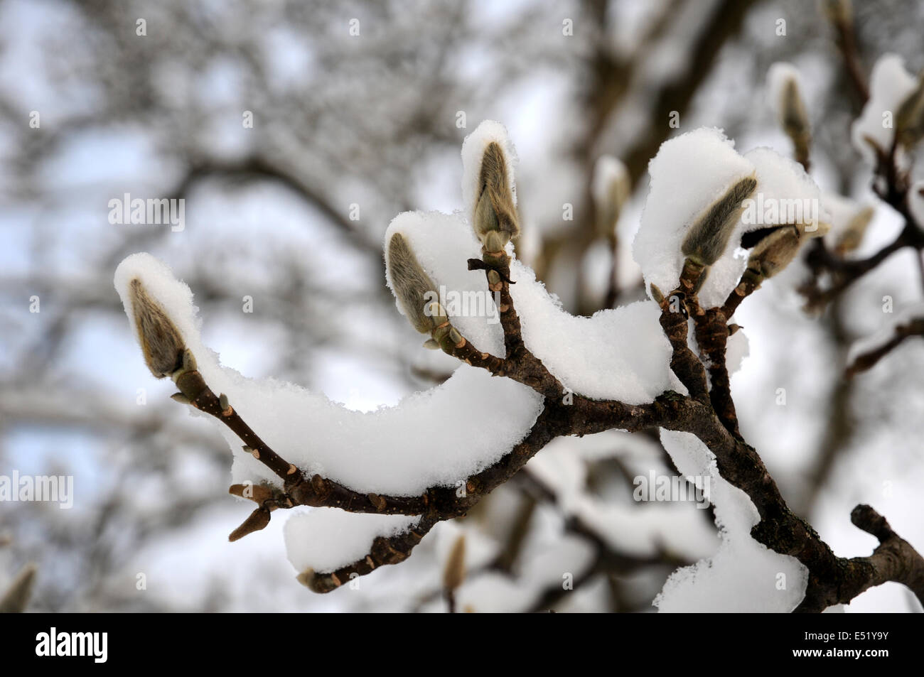 Magnolia bud in winter hi-res stock photography and images - Alamy