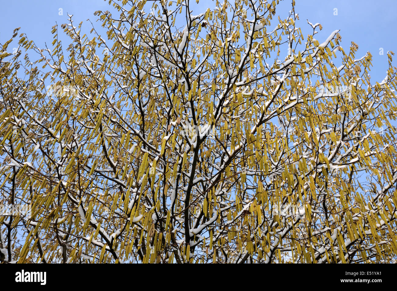 Nut ha hi-res stock photography and images - Alamy