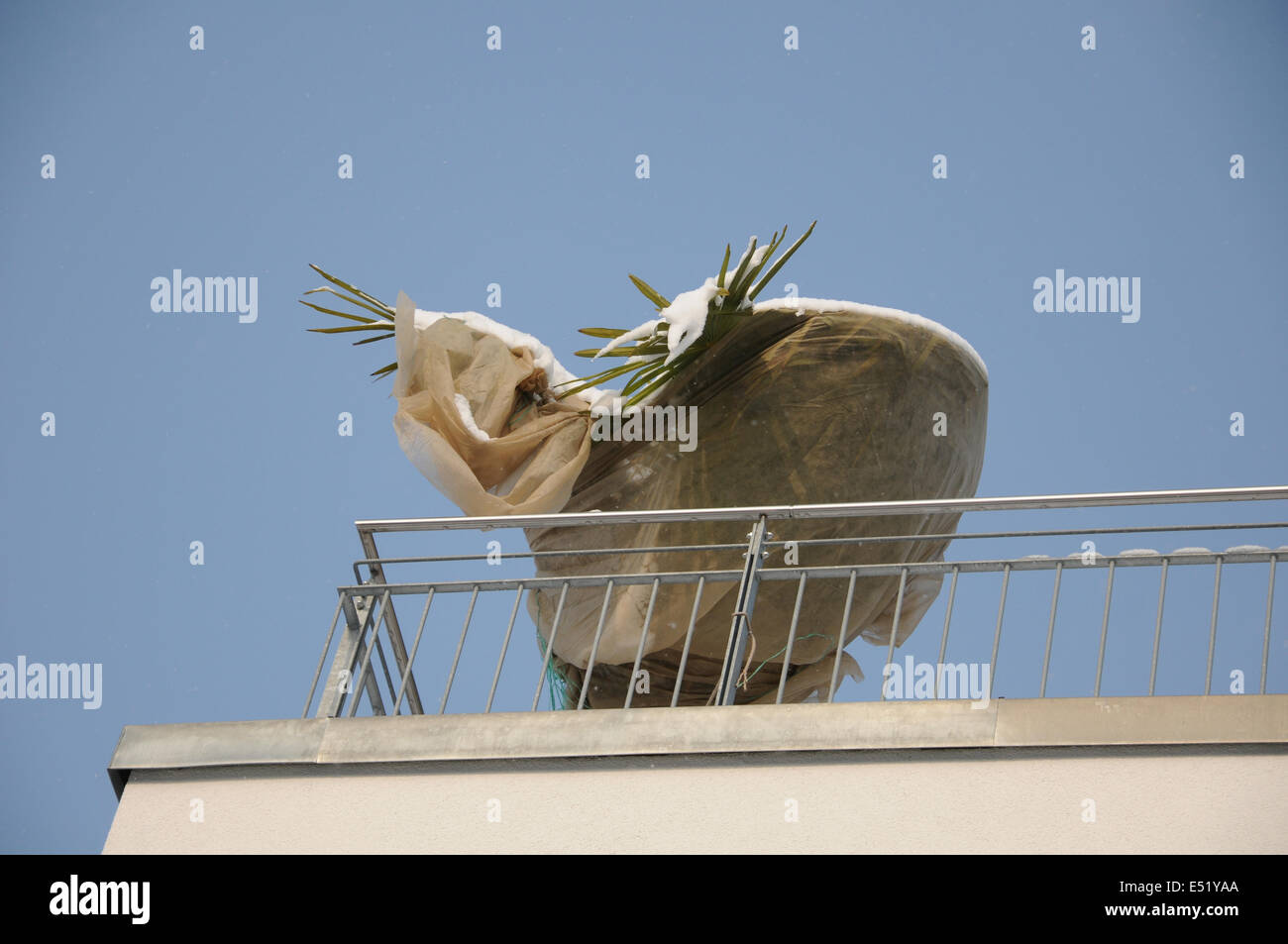 Chinese windmill palm tree hi-res stock photography and images - Alamy
