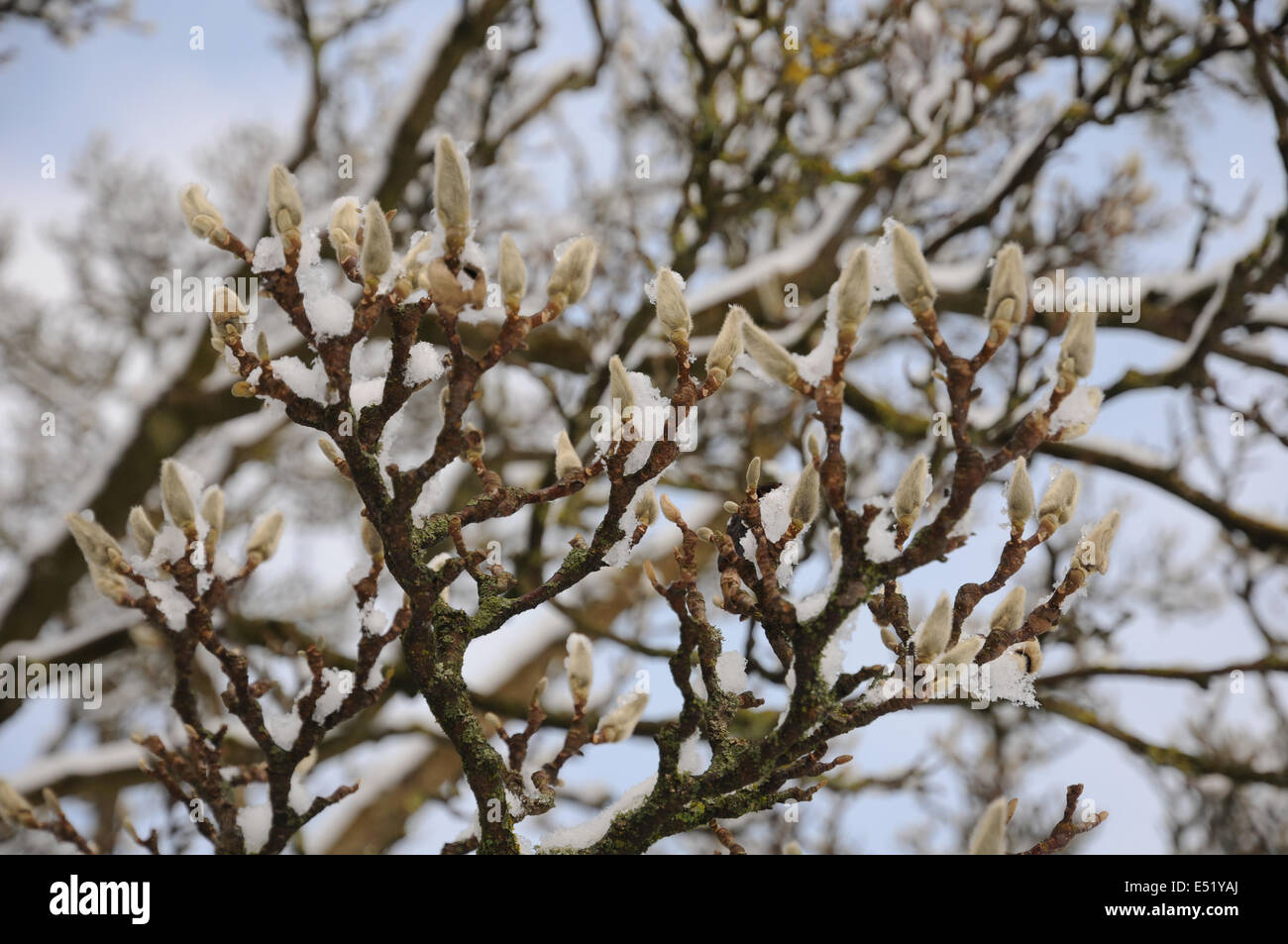 Magnolien winter hi-res stock photography and images - Alamy