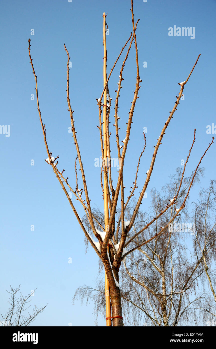 Sweet cherry tree Stock Photo - Alamy
