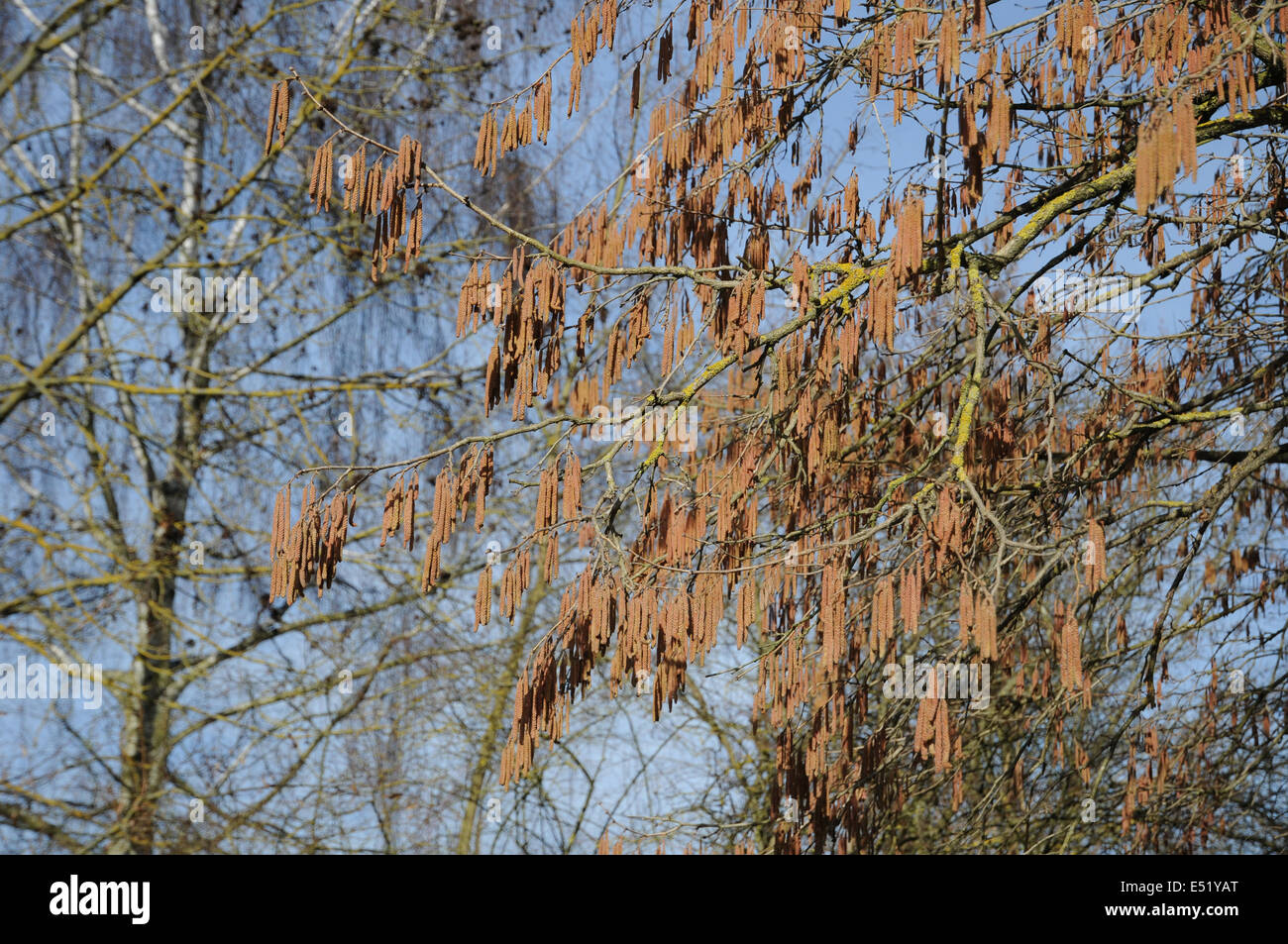 Turkish hazel leaf hi-res stock photography and images - Alamy