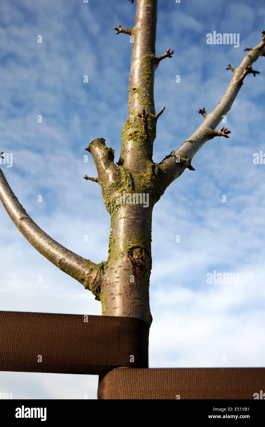 Sweet cherry tree pruning hi-res stock photography and images - Alamy