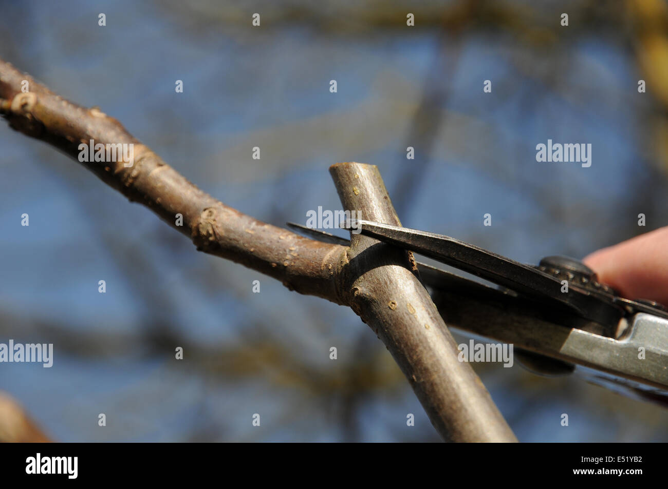 Walnut pruning hi-res stock photography and images - Alamy