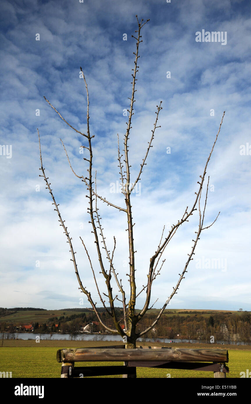 Sweet cherry tree Stock Photo - Alamy