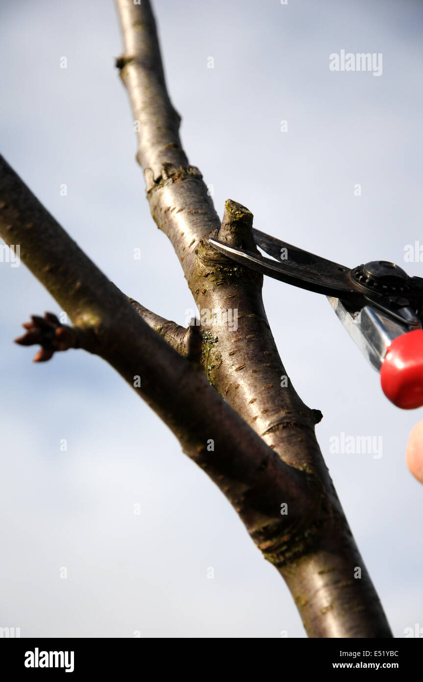 Sweet cherry tree, pruning Stock Photo - Alamy