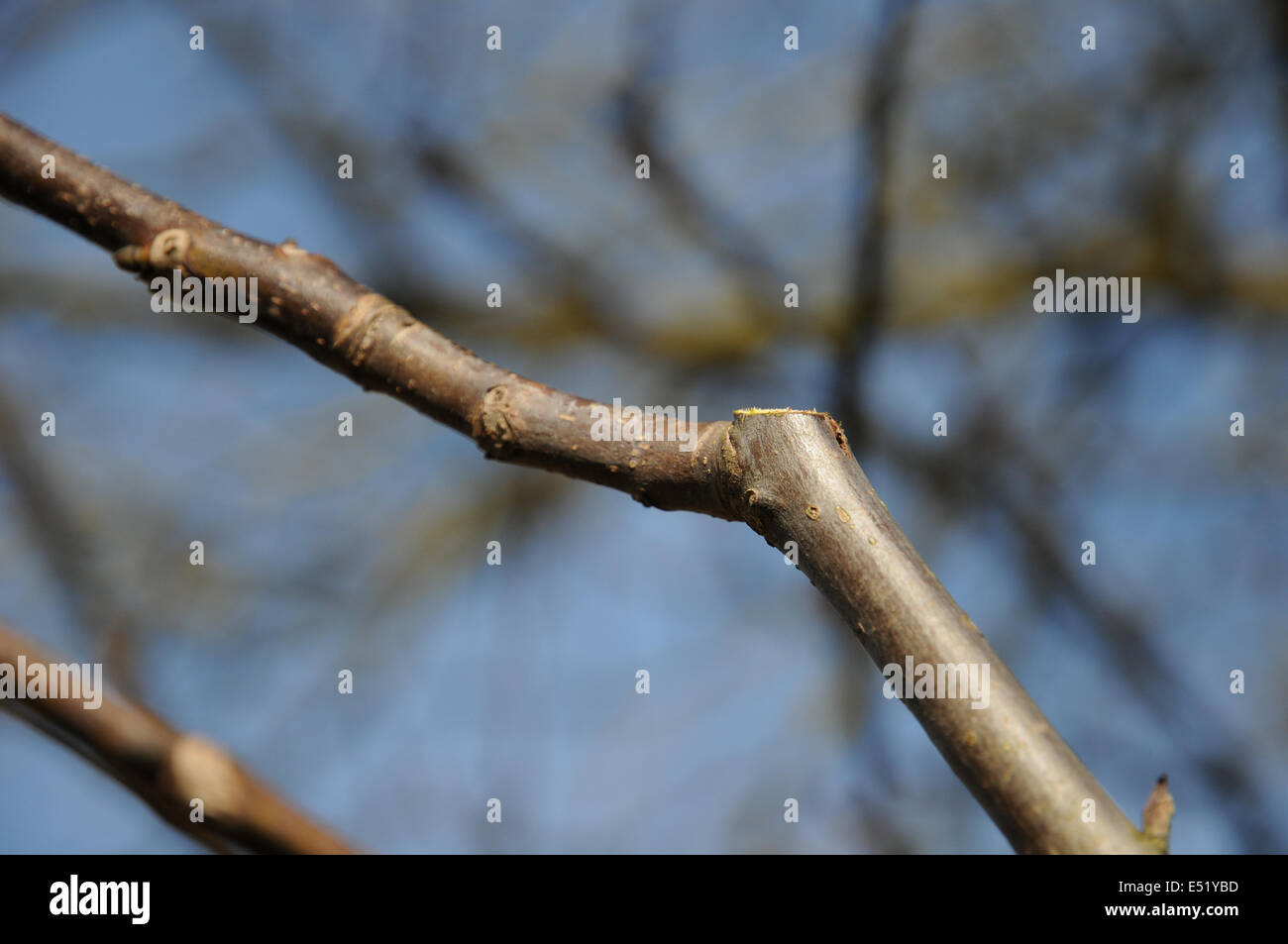 Walnut pruning hi-res stock photography and images - Alamy