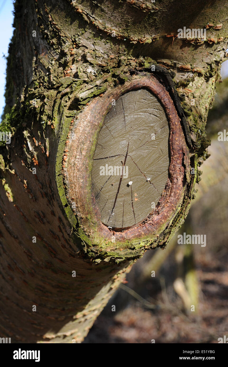 Sweet cherry tree Stock Photo - Alamy