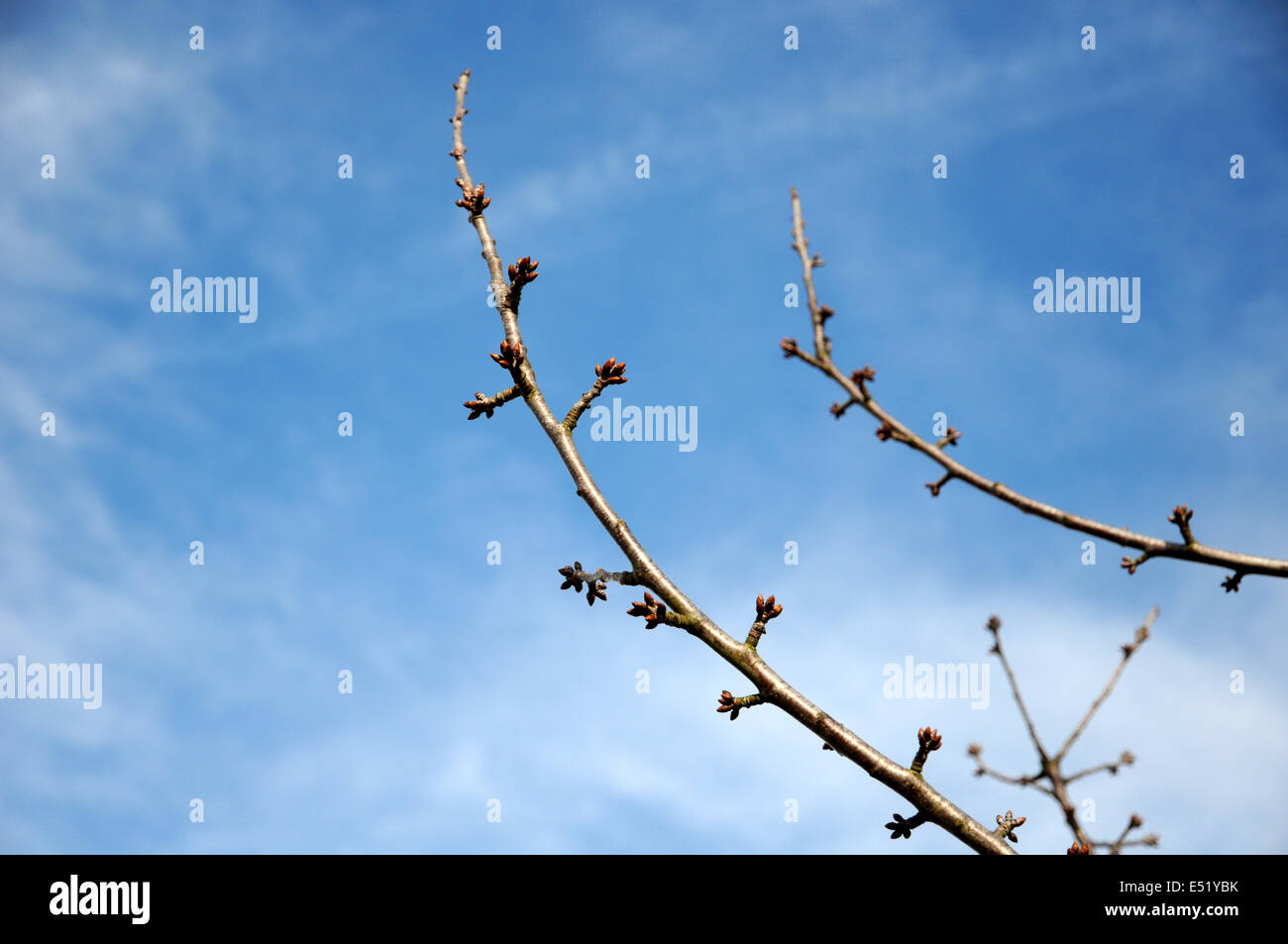 Sweet cherry tree pruning hi-res stock photography and images - Alamy