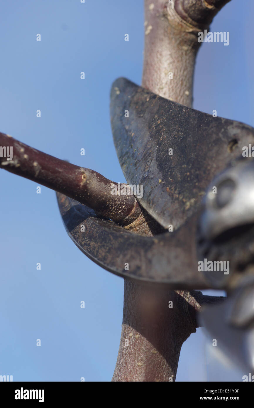 Apple tree, pruning Stock Photo - Alamy