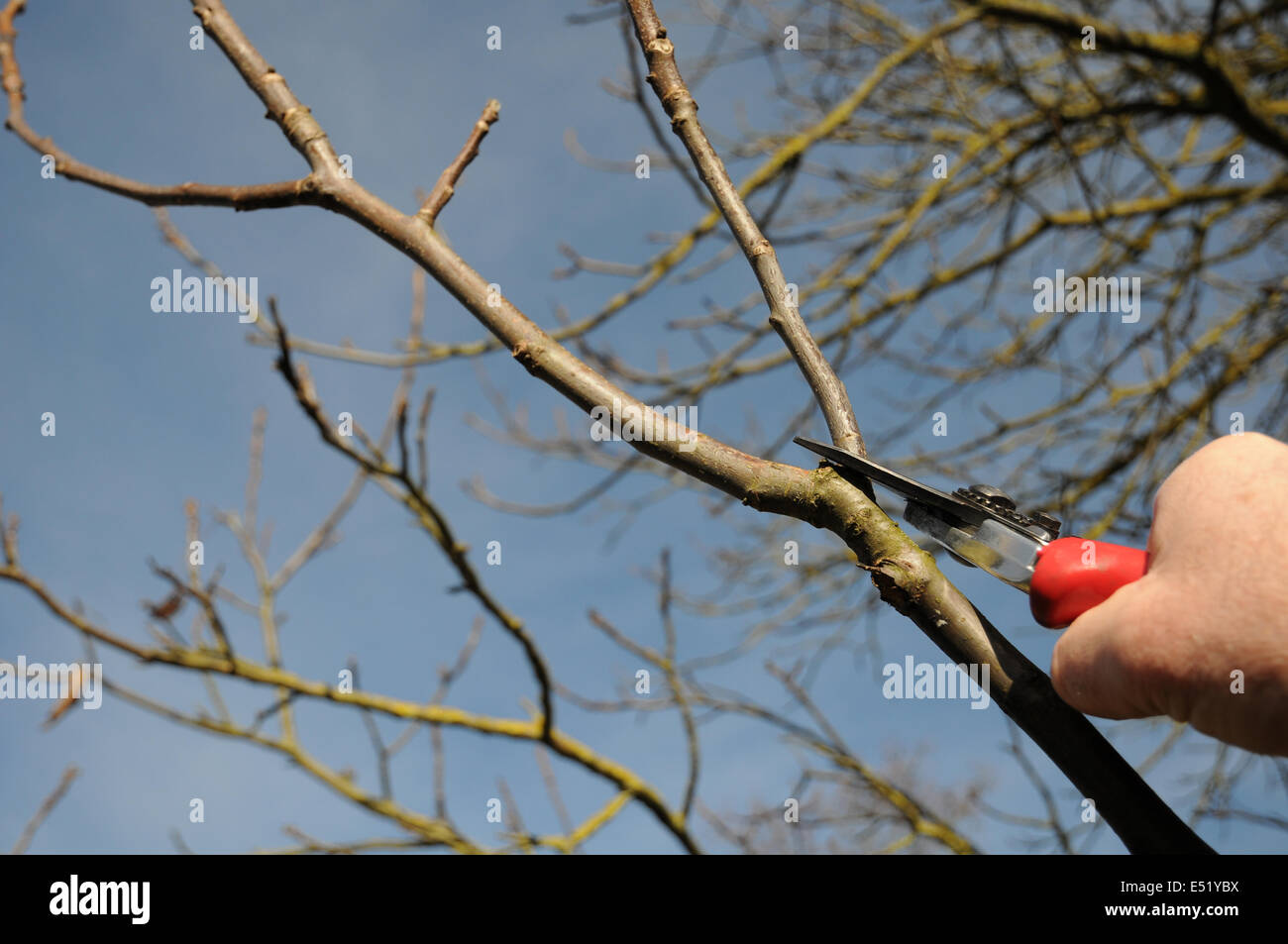 Walnut Pruning High Resolution Stock Photography and Images - Alamy