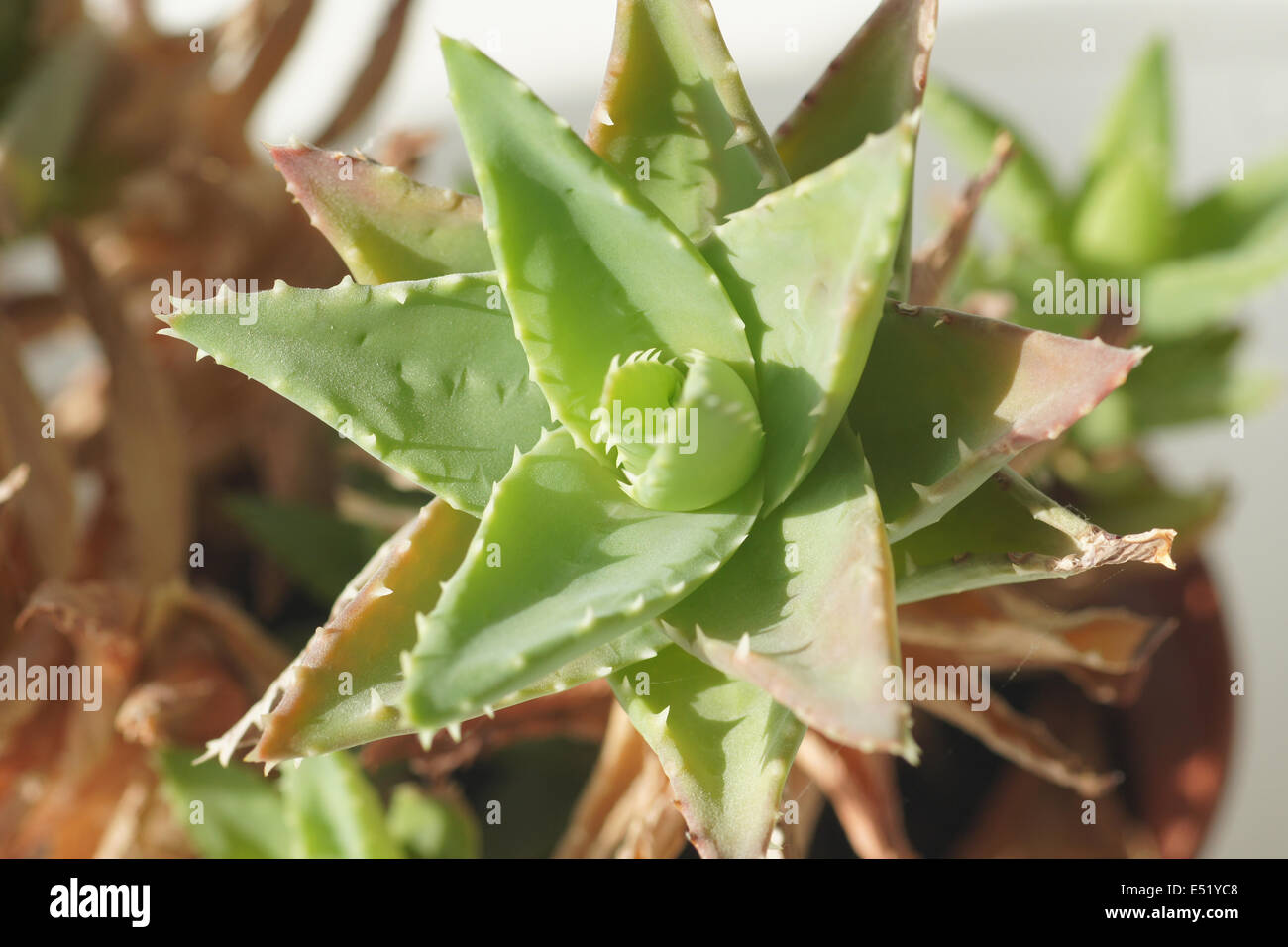 Aloen hi-res stock photography and images - Alamy