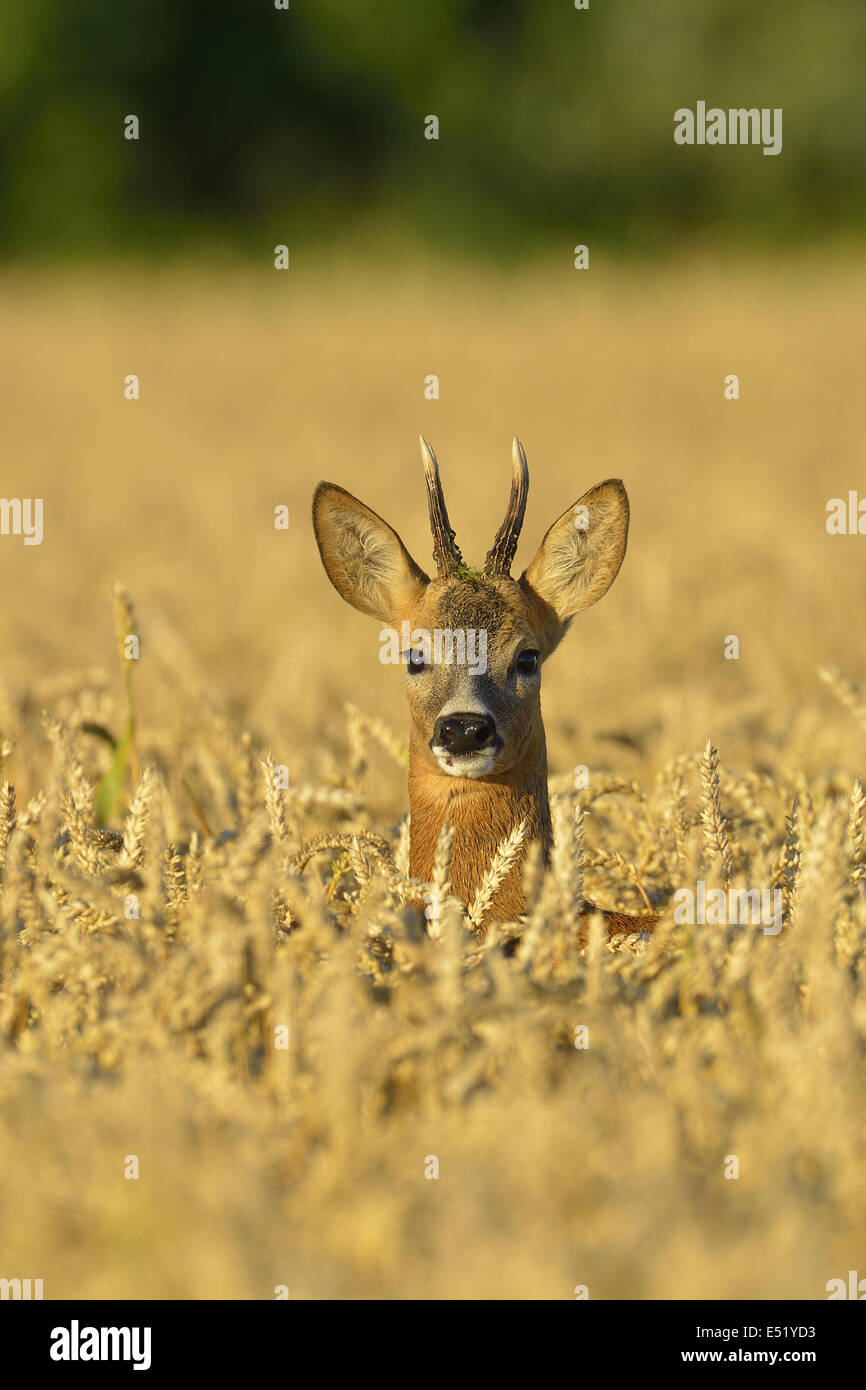 Roebuck, Capreolus capreolus, Germany Stock Photo - Alamy