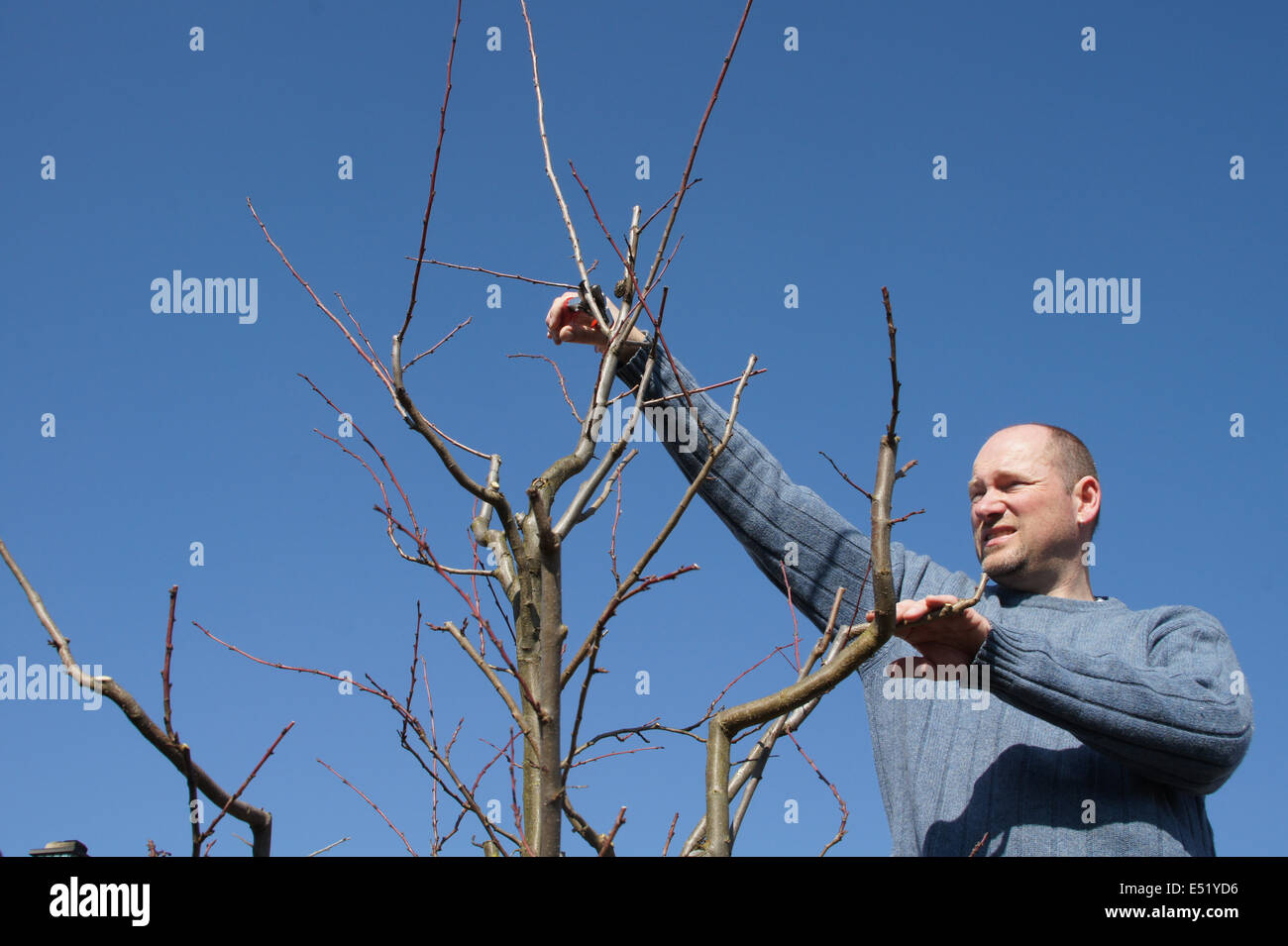 Plum tree, pruning Stock Photo - Alamy