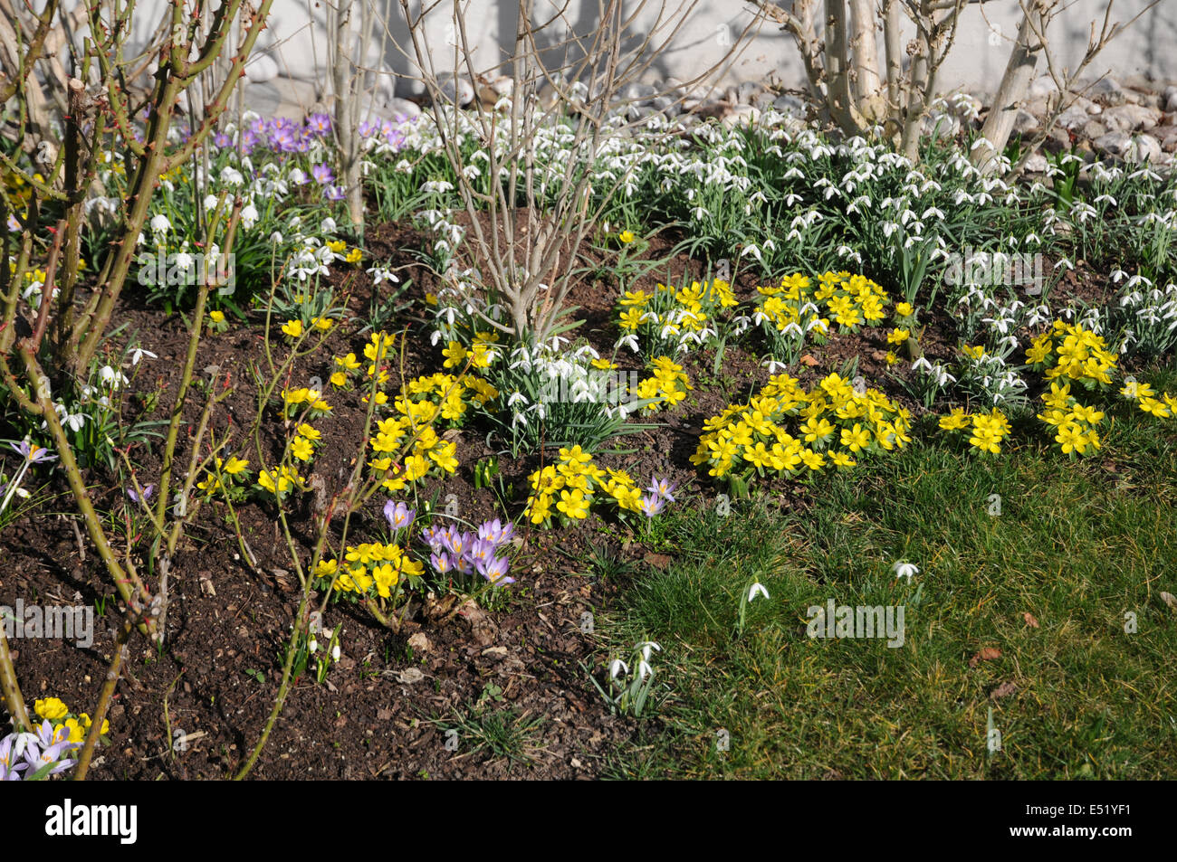 Snowdrops, Winter aconites, Crocuses Stock Photo - Alamy