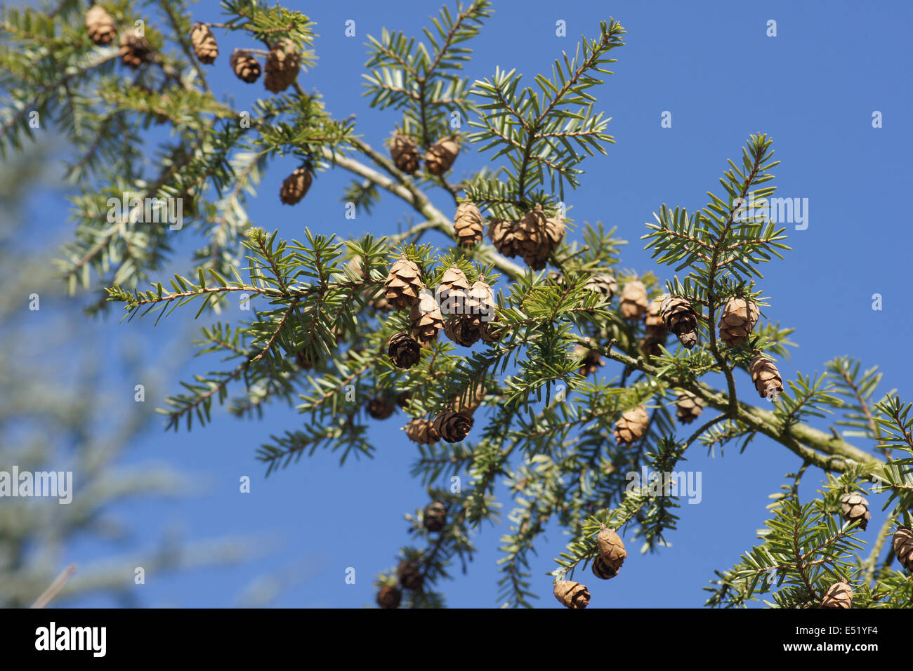 Hemlock fir, cones Stock Photo - Alamy