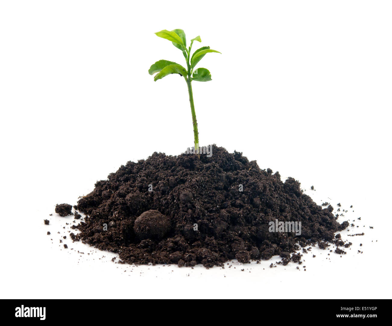 young green plant in soil isolated on white background Stock Photo - Alamy