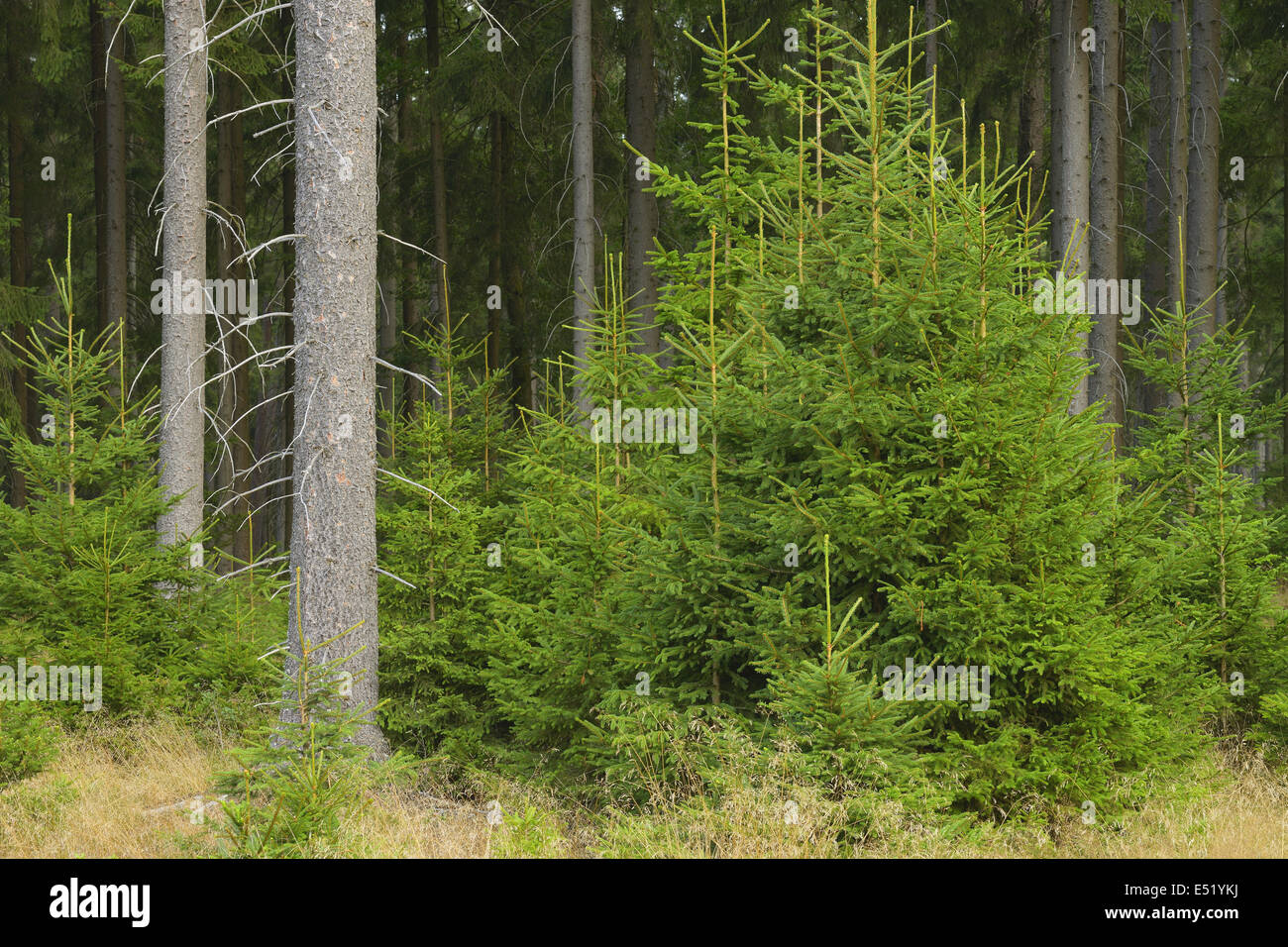 Spruce forest, Germany Stock Photo - Alamy