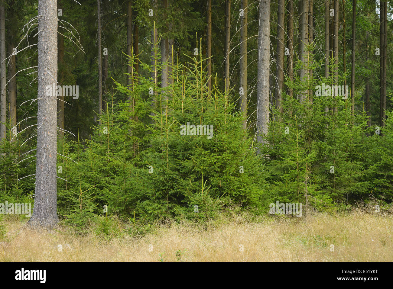 Regeneration and germany hi-res stock photography and images - Alamy