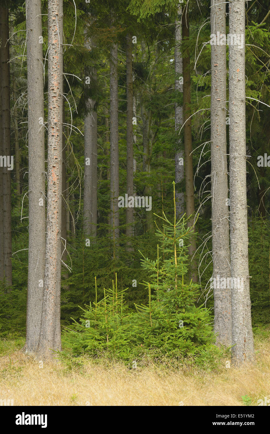 Spruce forest, Germany Stock Photo - Alamy
