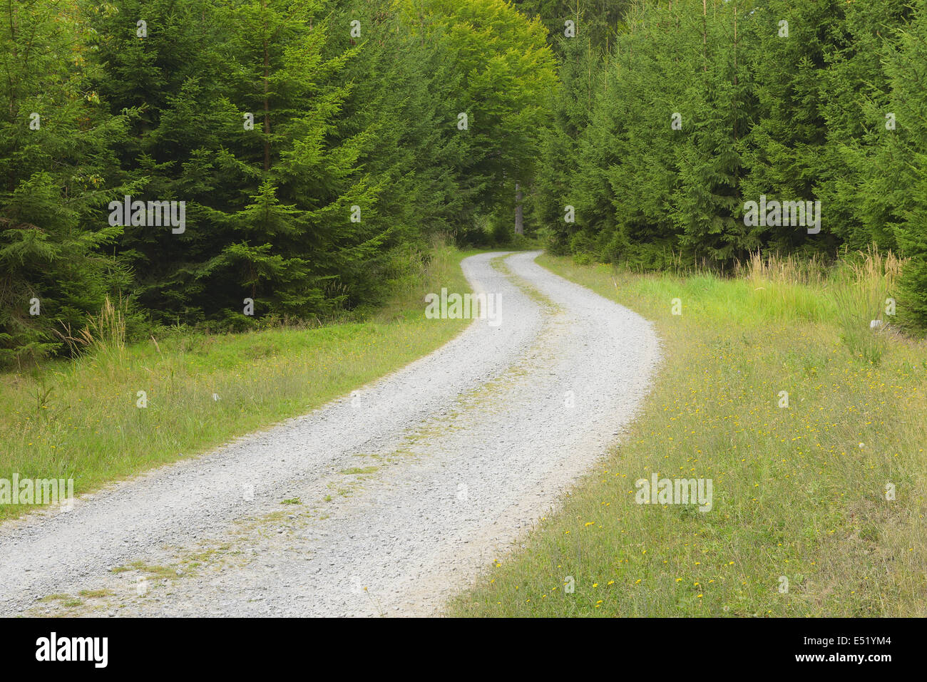 Path through spruce woods hi-res stock photography and images - Alamy