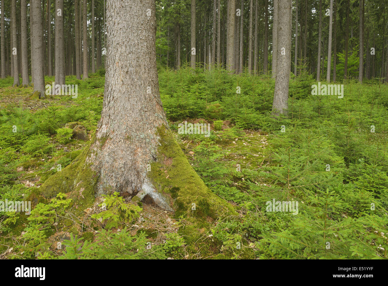 Spruce forest, Germany Stock Photo - Alamy
