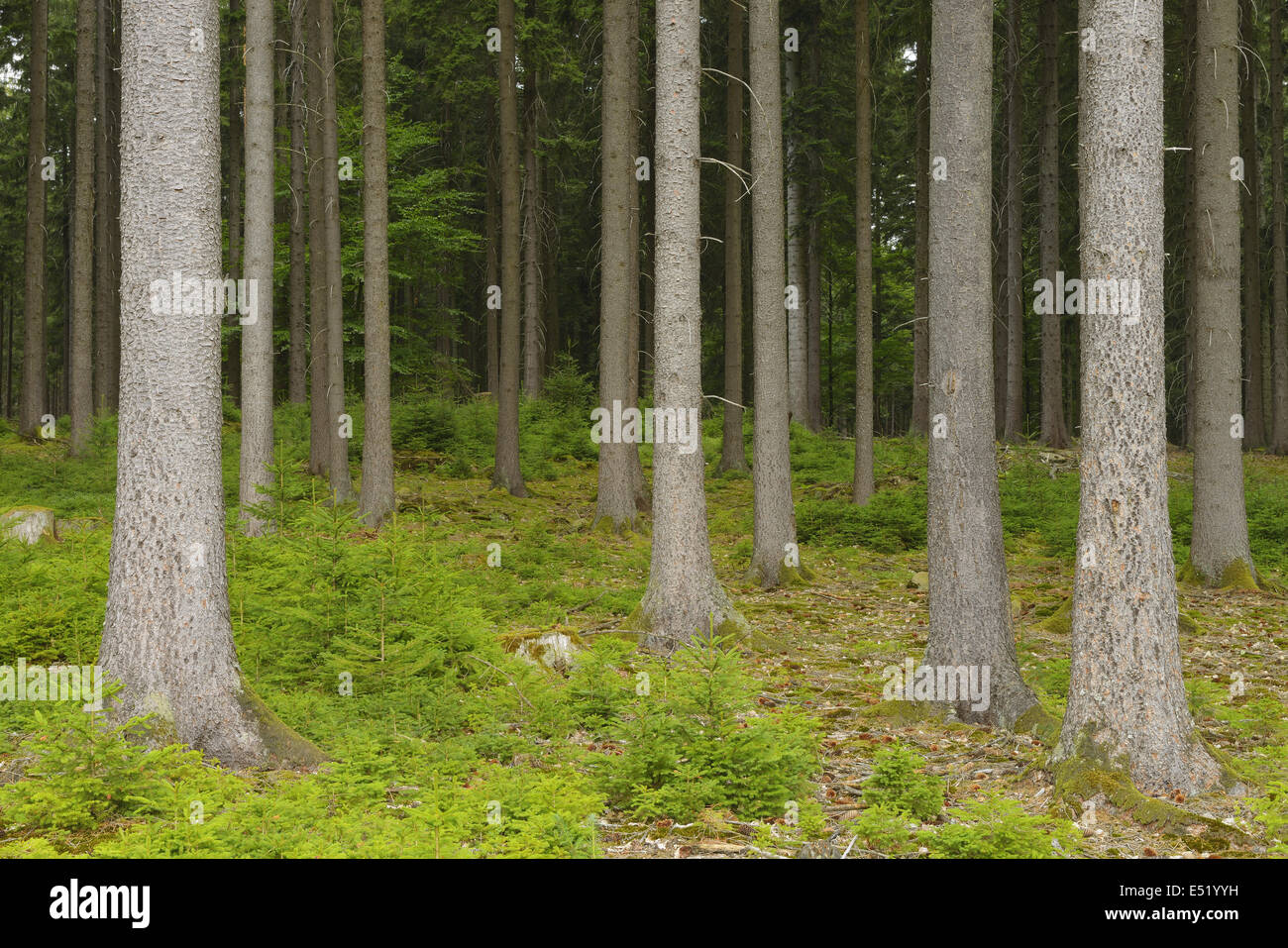 The spruce forest hi-res stock photography and images - Alamy