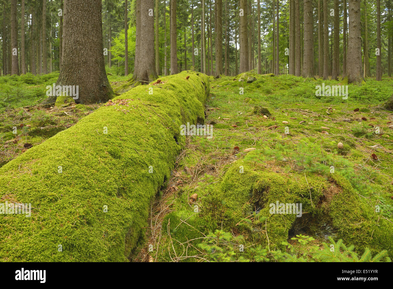 Spruce forest, Germany Stock Photo - Alamy
