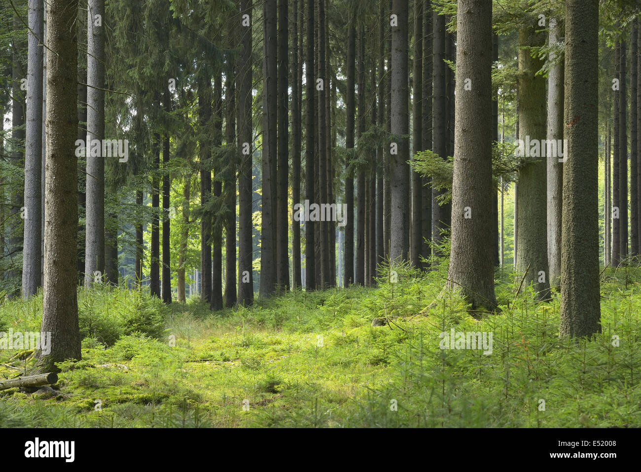 Spruce and germany hi-res stock photography and images - Alamy