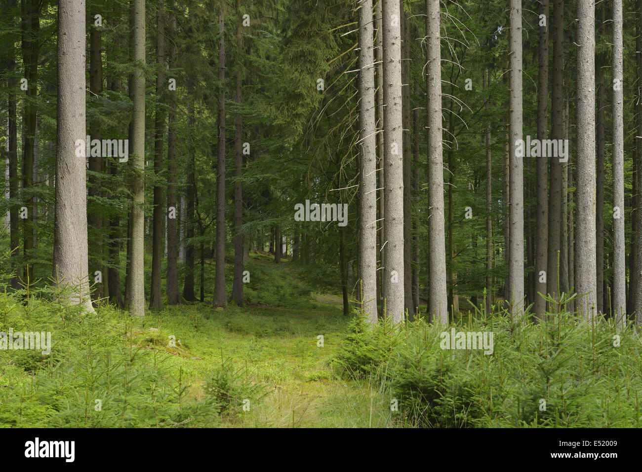 Spruce forest, Germany Stock Photo - Alamy