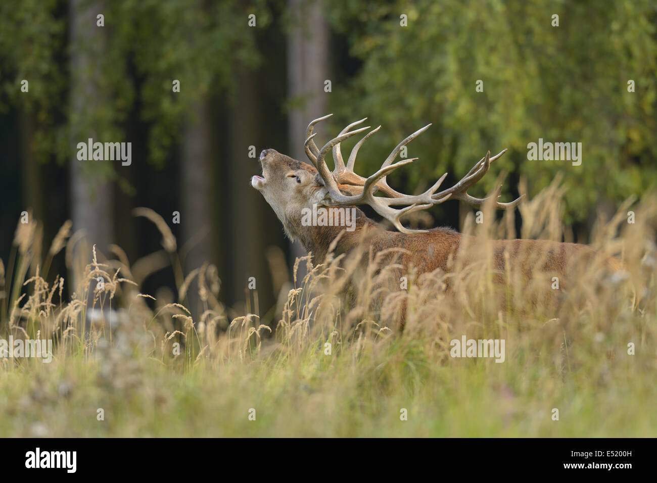 Red deer, Cervus elaphus, Germany Stock Photo - Alamy