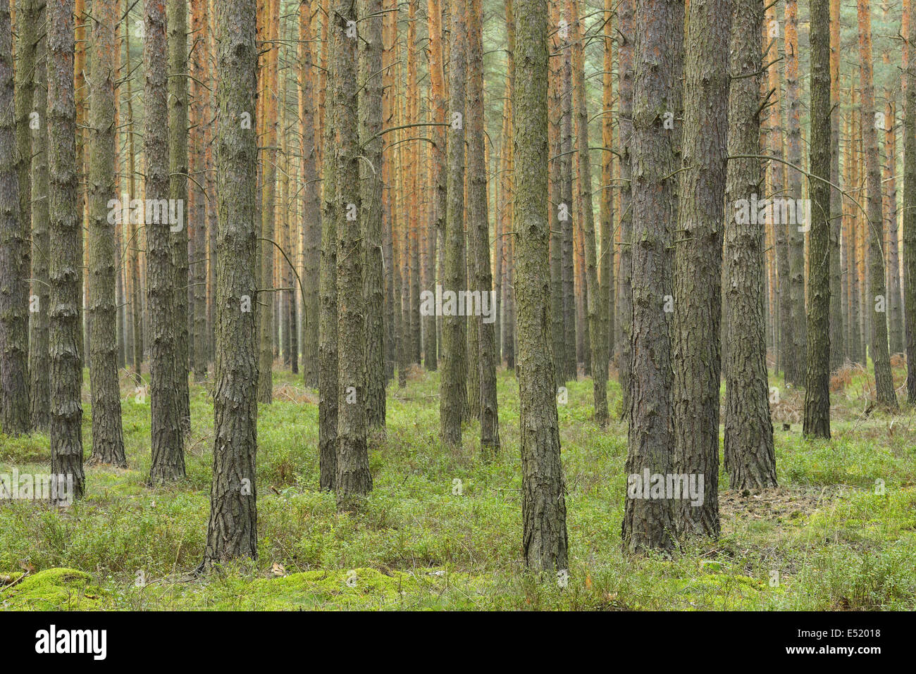 Pine forest, Germany Stock Photo - Alamy