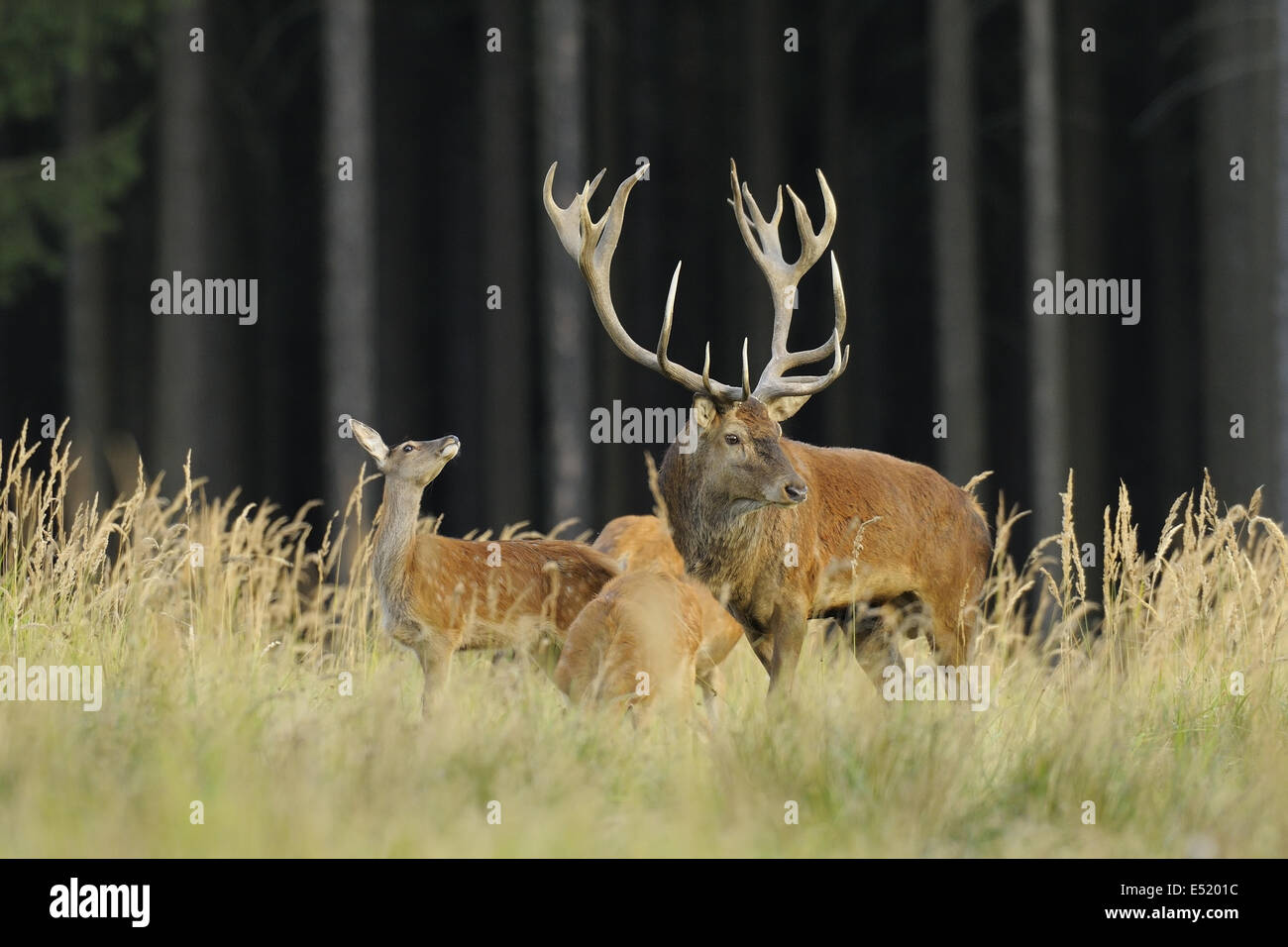 Red deer with calf, Germany Stock Photo - Alamy