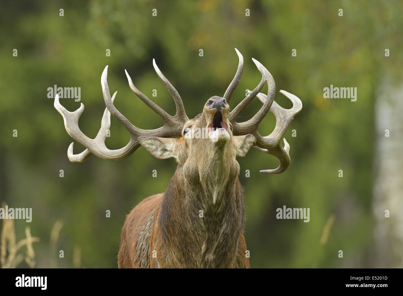Red deer, Cervus elaphus, Germany Stock Photo - Alamy