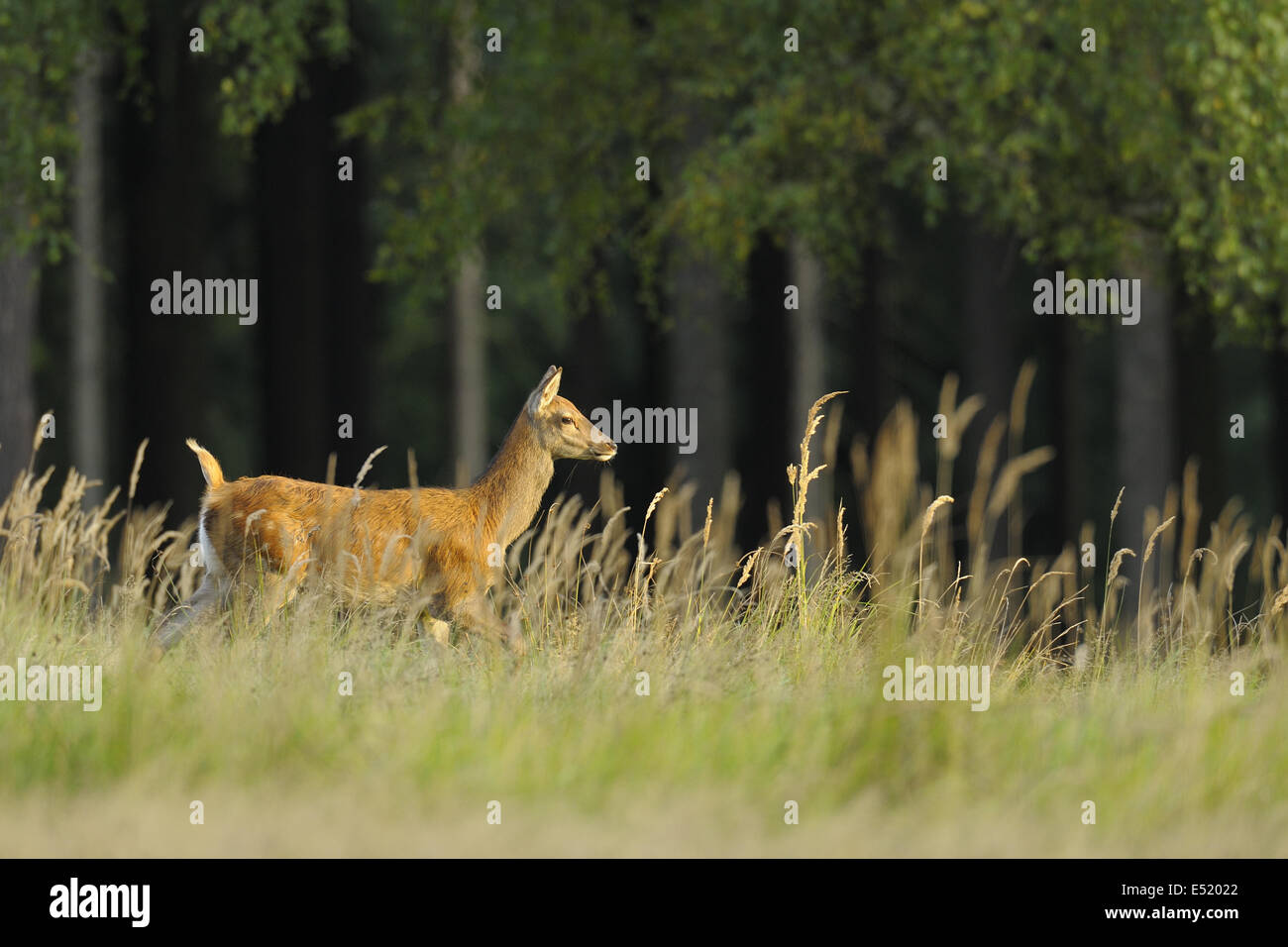 Red deer, Female, Germany Stock Photo - Alamy
