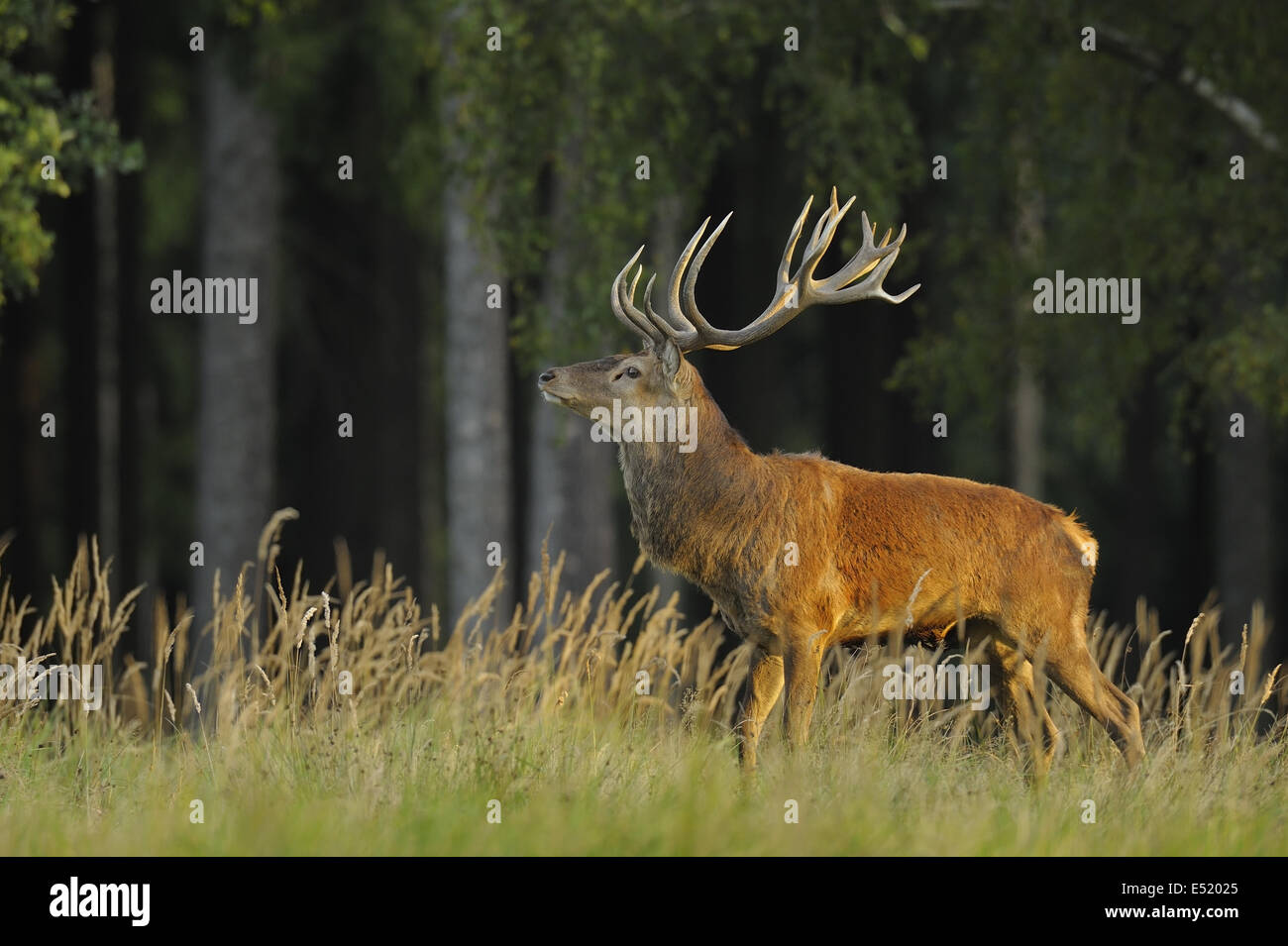 Red deer, Cervus elaphus, Germany Stock Photo - Alamy
