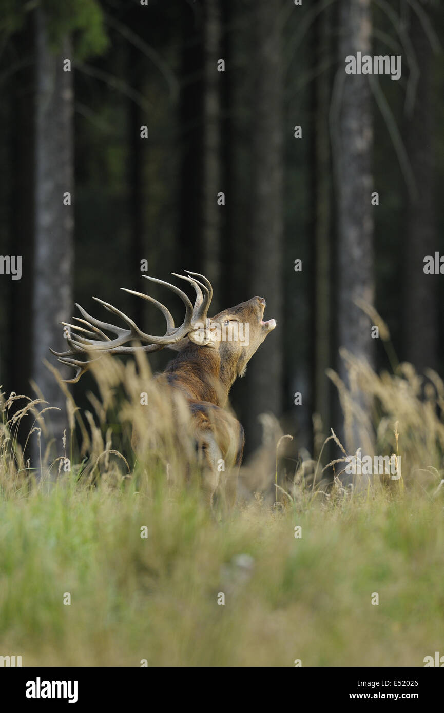 Red deer, Cervus elaphus, Germany Stock Photo - Alamy