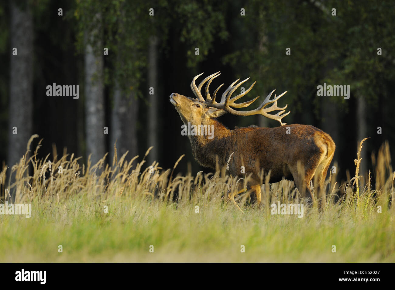 Red deer, Cervus elaphus, Germany Stock Photo - Alamy