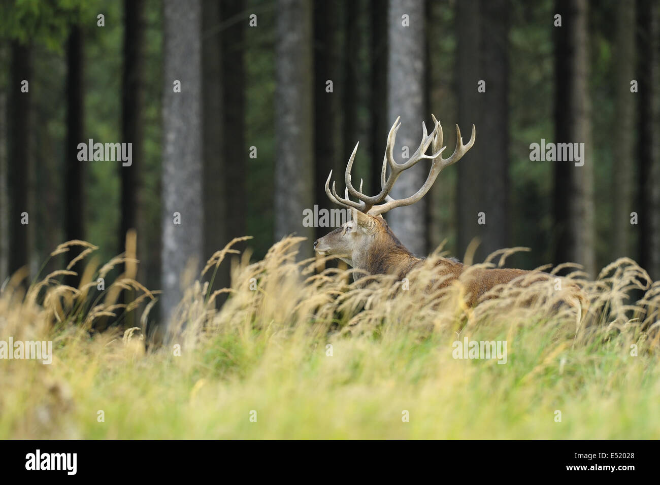 Red deer, Cervus elaphus, Germany Stock Photo - Alamy