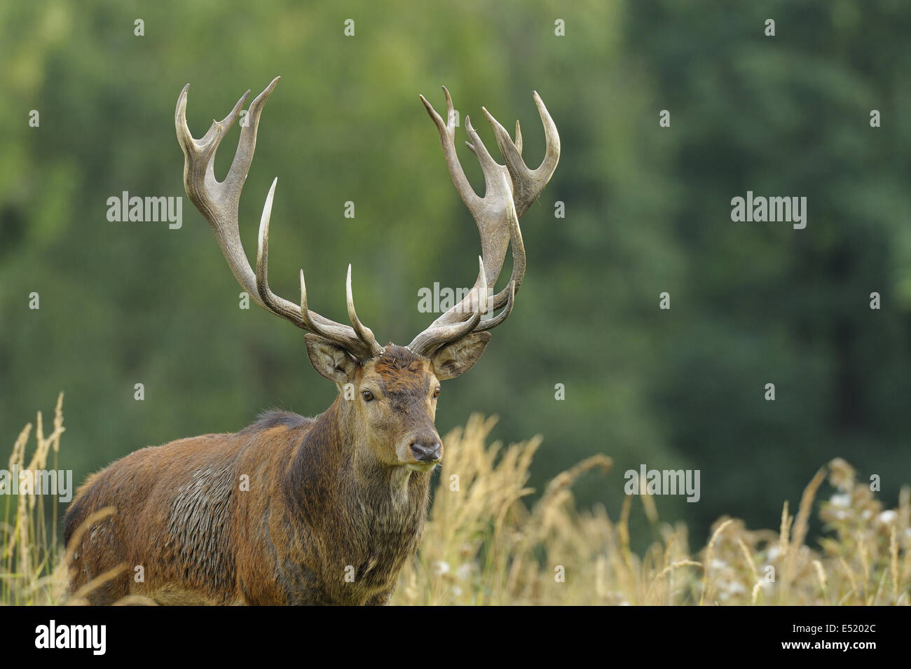 Red deer, Cervus elaphus, Germany Stock Photo - Alamy
