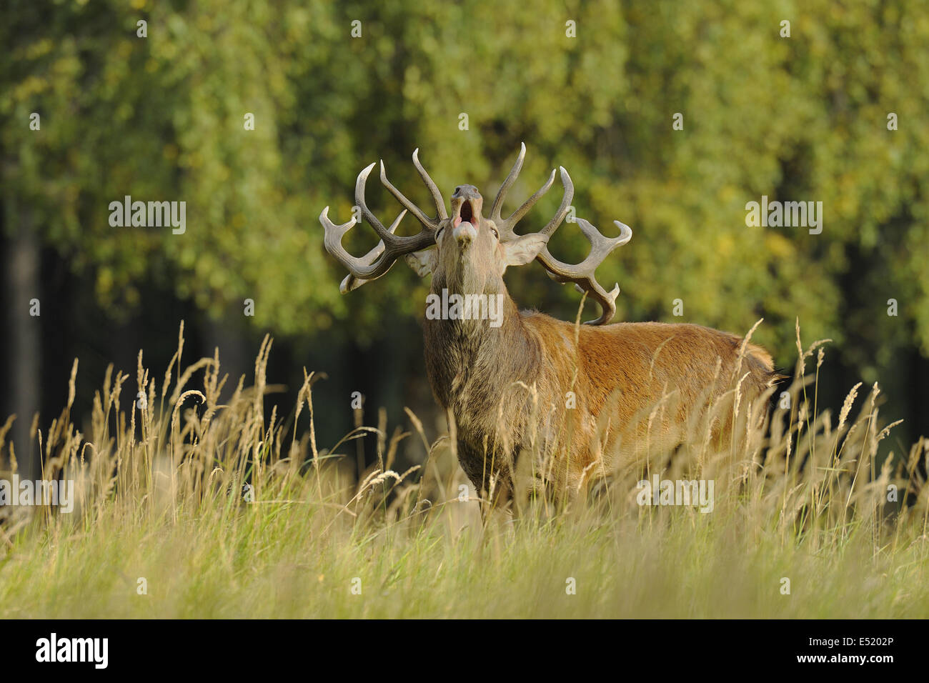Red deer mating germany hi-res stock photography and images - Alamy
