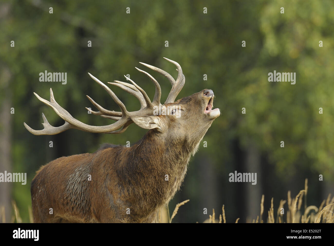 Rhrender hirsch hi-res stock photography and images - Alamy