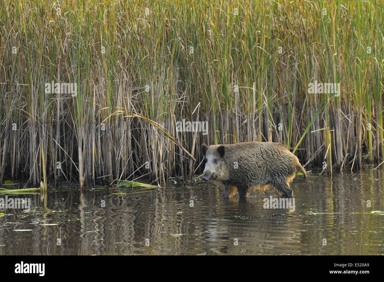 Sus hi-res stock photography and images - Alamy